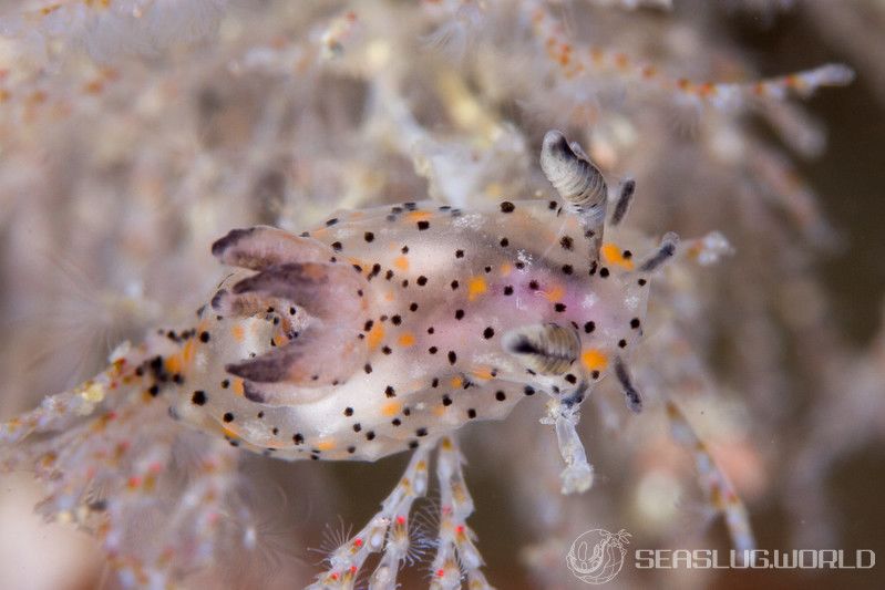コソデウミウシ Polycera abei | 世界のウミウシ