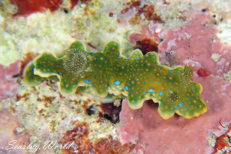 ヨセナミウミウシ Miamira sinuata | 世界のウミウシ