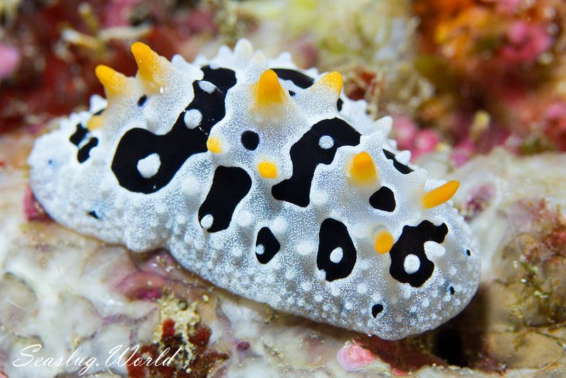 ババイボウミウシ Phyllidia babai | 世界のウミウシ