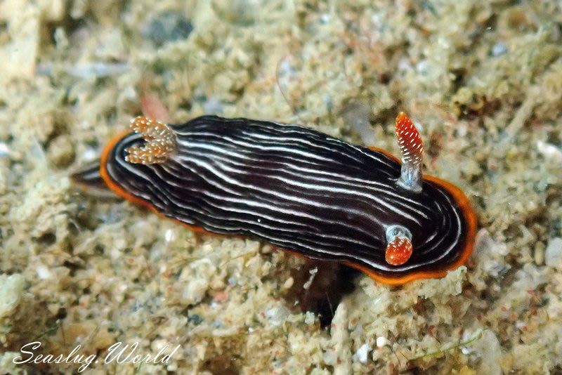 ホソスジイロウミウシ Chromodoris lineolata | 世界のウミウシ