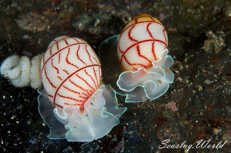 ベニシボリ Bullina lineata | 世界のウミウシ