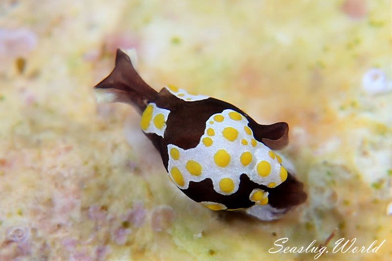 トンプソンアワツブガイ Colpodaspis thompsoni | 世界のウミウシ