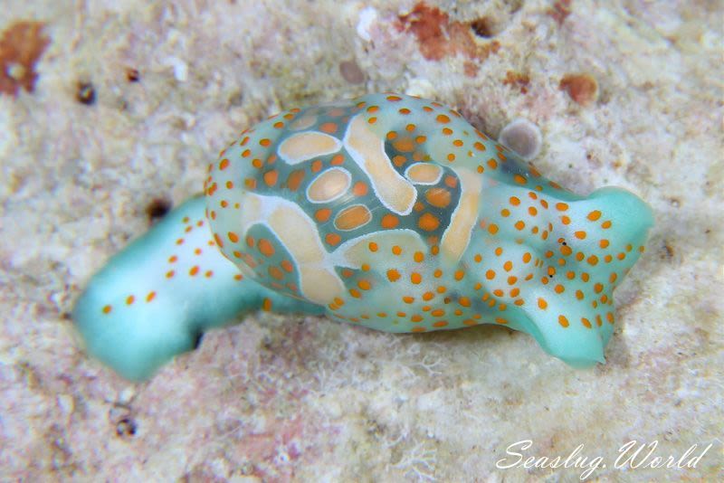 ミガキブドウガイ Lamprohaminoea cymbalum | 世界のウミウシ