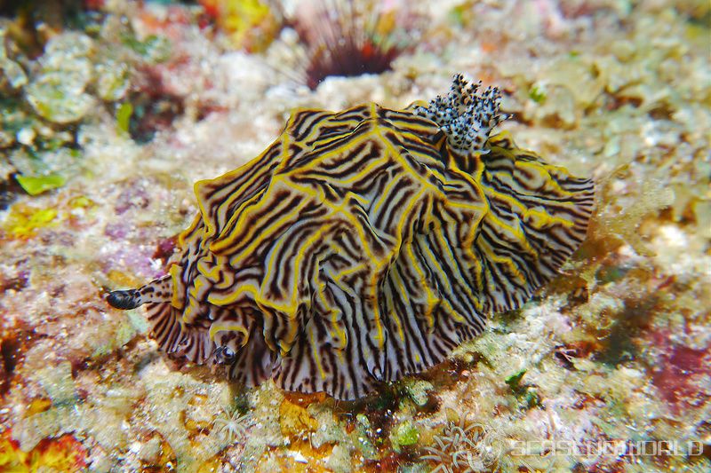 モザイクウミウシ属の一種 3 Halgerda sp. 3 | 世界のウミウシ