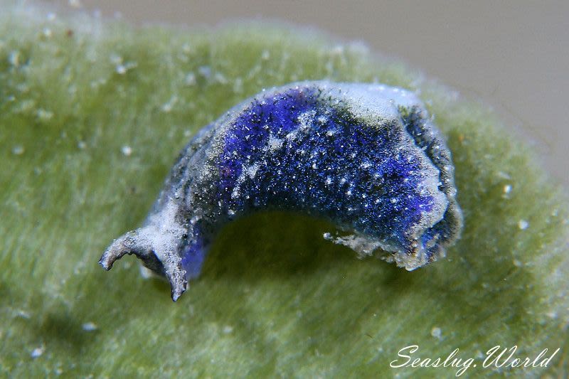 ルリイロミドリガイ Elysia sp. 8 | 世界のウミウシ