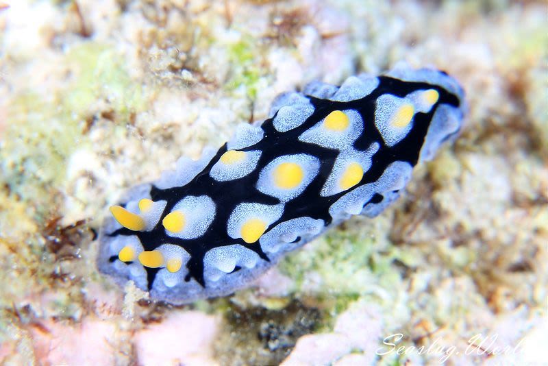 フリエリイボウミウシ Phyllidia picta | 世界のウミウシ