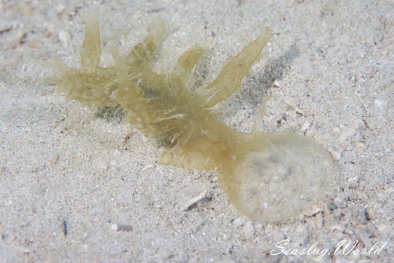 オオウラメリベ Melibe megaceras | 世界のウミウシ