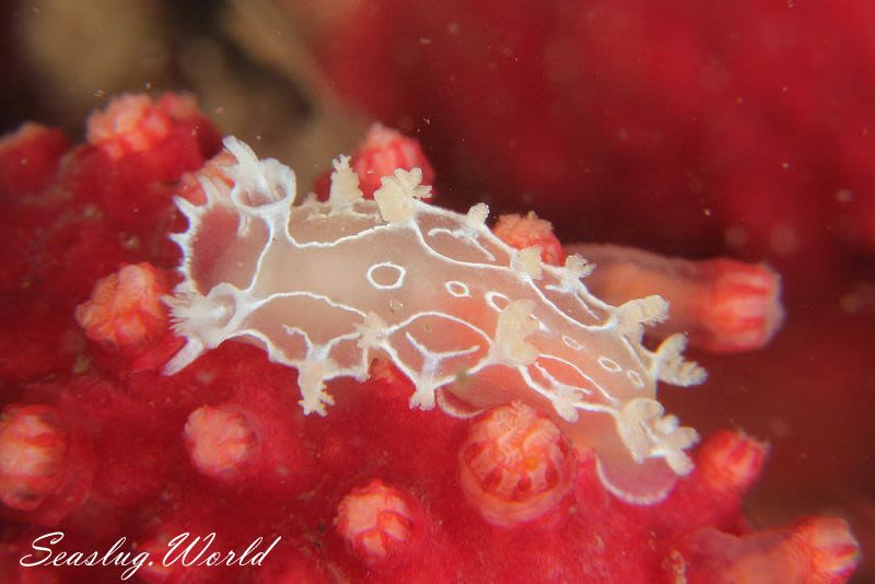 シロホクヨウウミウシ Tritonia festiva | 世界のウミウシ