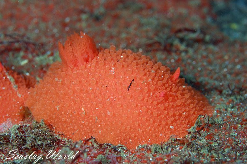 チシオウミウシ Aldisa cooperi | 世界のウミウシ