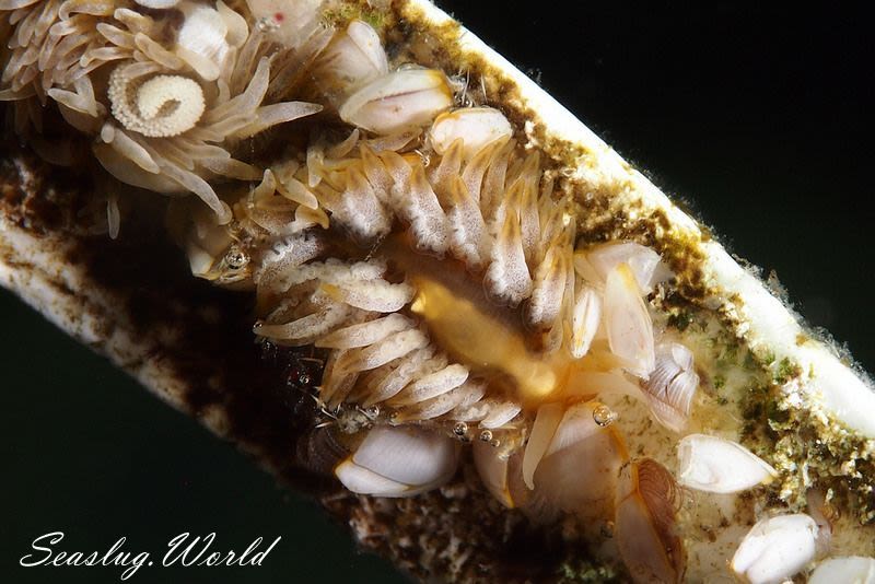 ヒダミノウミウシ Fiona pinnata | 世界のウミウシ
