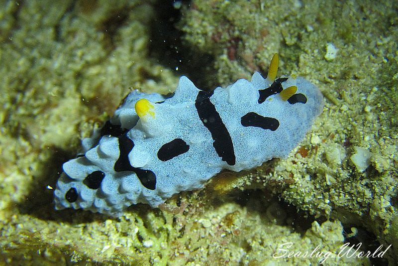 タテヒダイボウミウシ属の一種 1 Phyllidia sp. 1 | 世界のウミウシ