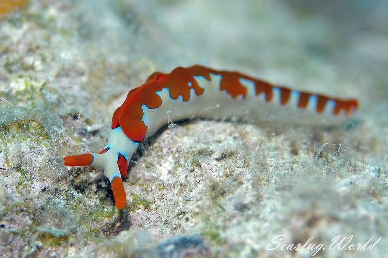 シラナミミドリガイ Thuridilla undula | 世界のウミウシ