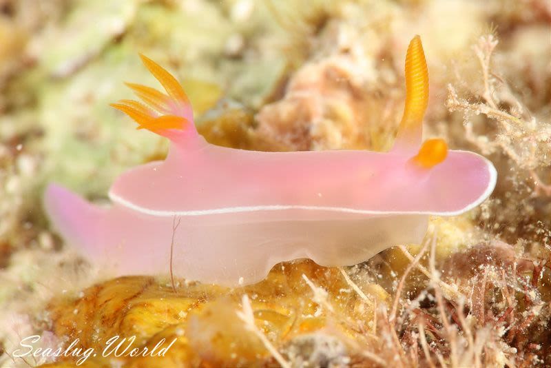 フジムスメウミウシ Verconia romeri | 世界のウミウシ