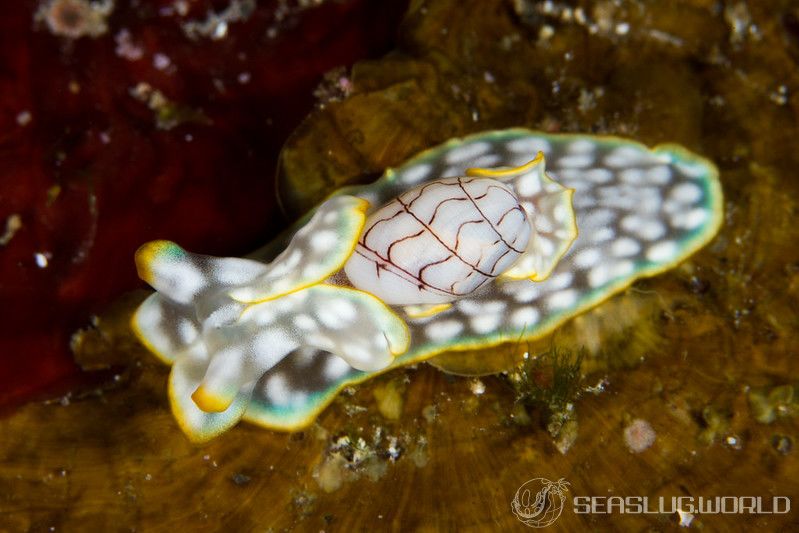 チャシボリガイ Micromelo undatus | 世界のウミウシ