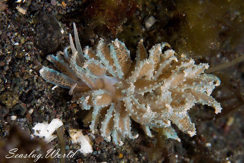 フィロデスミウム・クリプティクム Phyllodesmium crypticum | 世界のウミウシ
