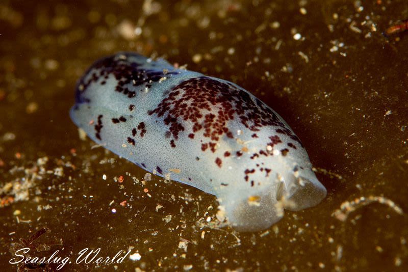 ヤマトキセワタ Melanochlamys sp. 1 | 世界のウミウシ