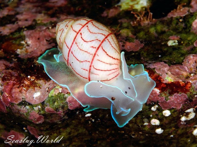 ベニシボリ Bullina lineata | 世界のウミウシ