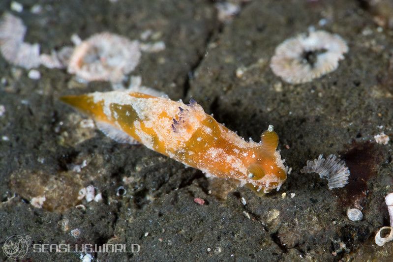 Polycera sp.13 | SEASLUG.WORLD