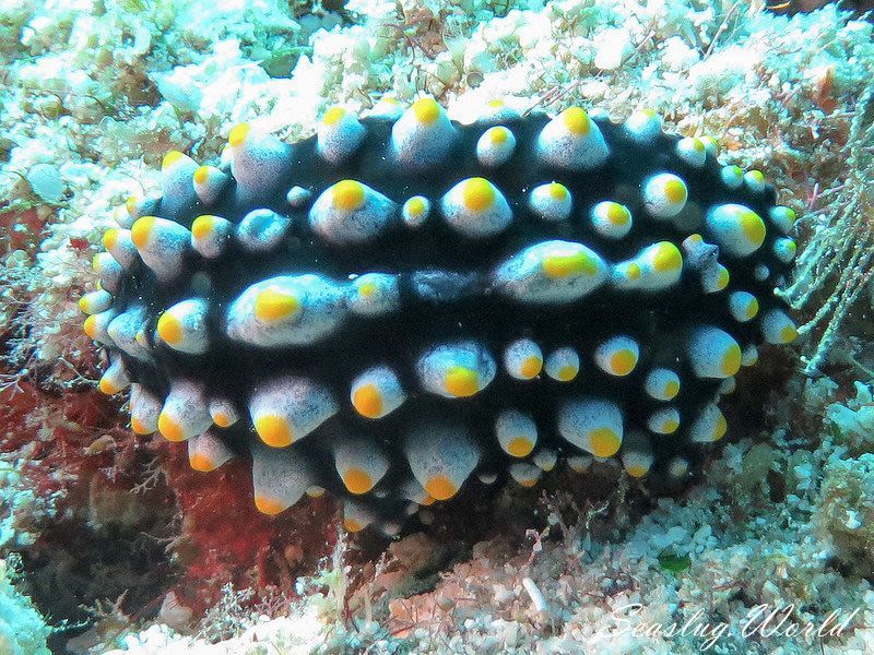 タテヒダイボウミウシ属の一種 2 Phyllidia sp. 2 | 世界のウミウシ