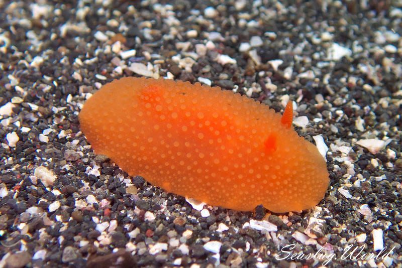 チシオウミウシ Aldisa cooperi | 世界のウミウシ