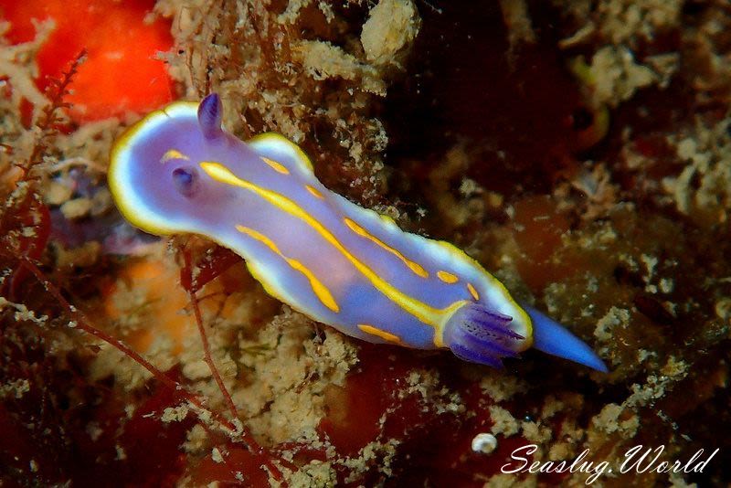 フェリミダ・ビンザ Felimida binza | 世界のウミウシ