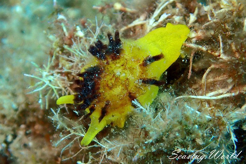 Tylodina perversa (Gmelin, 1791) | SEASLUG.WORLD
