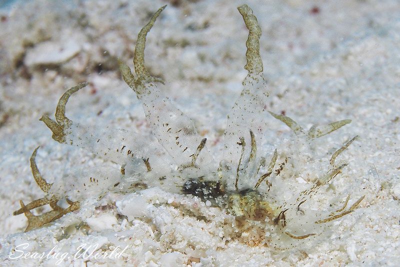 オオウラメリベ Melibe megaceras | 世界のウミウシ