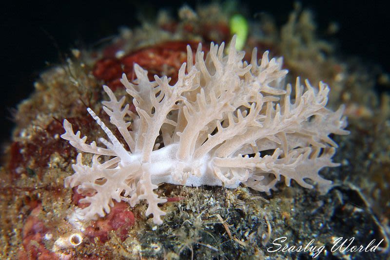フィロデスミウム・ピンナートゥム Phyllodesmium pinnatum | 世界のウミウシ
