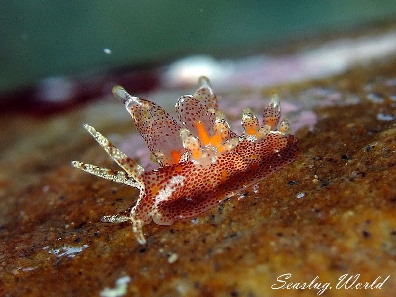 イリエヒメミノウミウシ Eubranchus sp. 8 | 世界のウミウシ