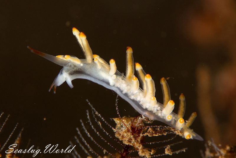 ホリミノウミウシ属の一種 23 Eubranchus sp.23 | 世界のウミウシ