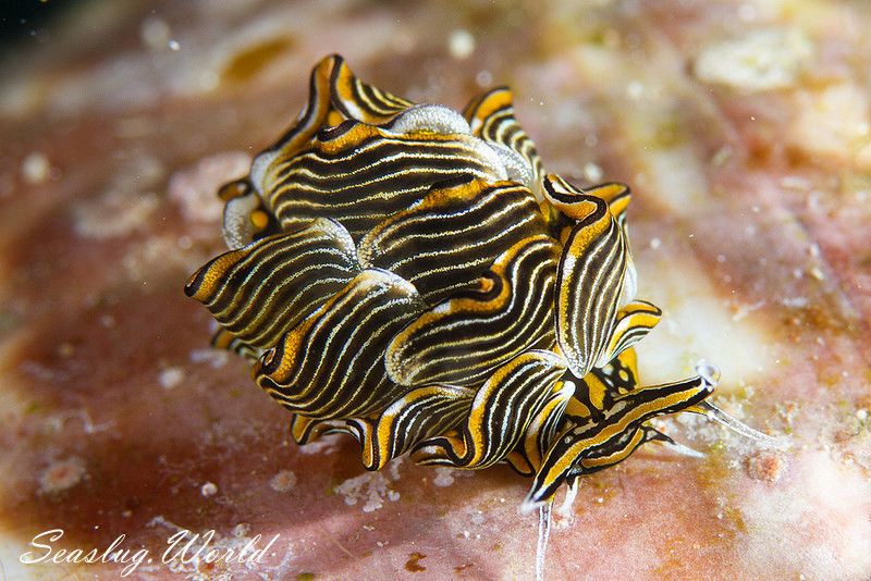 クロスジウロコウミウシ Cyerce nigra | 世界のウミウシ