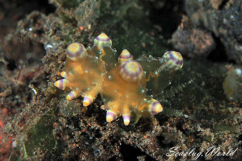 ツノワホリミノウミウシ Eubranchus mandapamensis | 世界のウミウシ