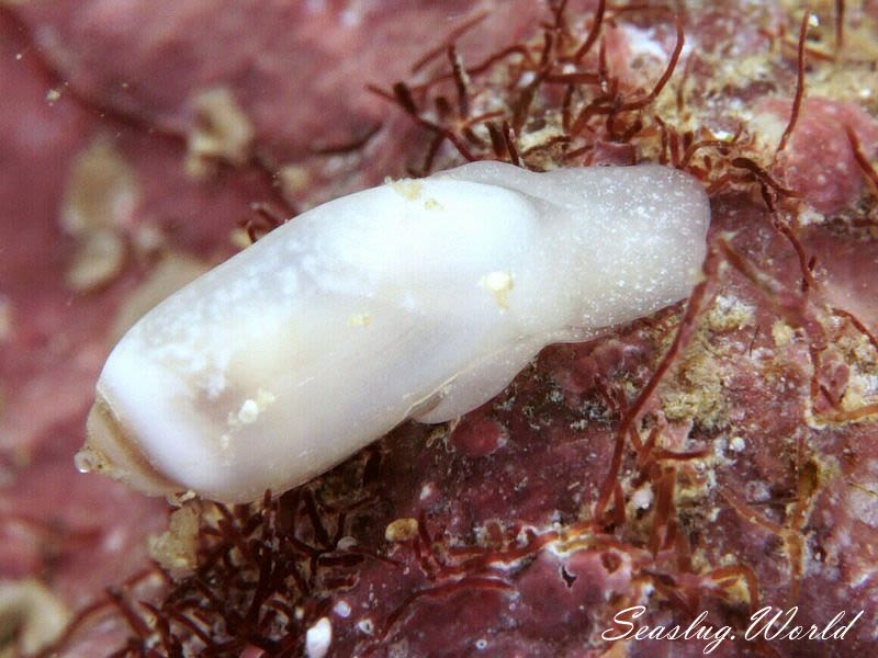 オオコメツブ属の一種 Acteocina sp. | 世界のウミウシ