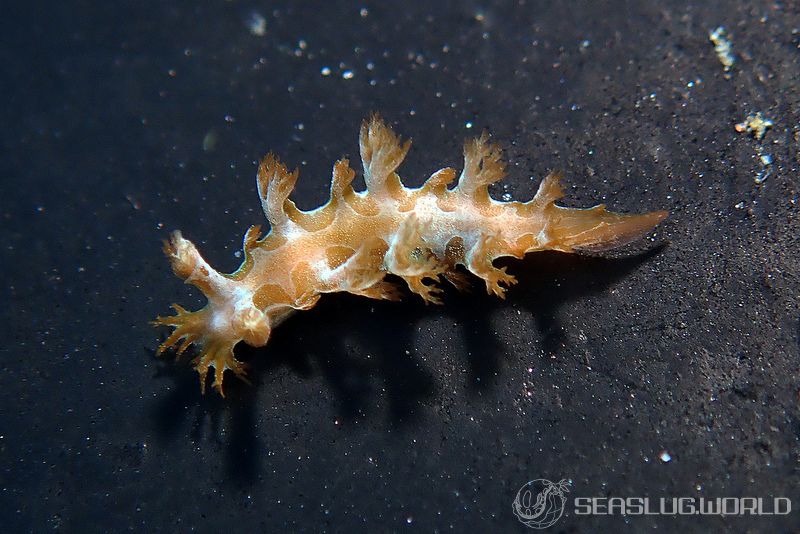 ホクヨウウミウシ属の一種 8 Tritonia sp. 8 | 世界のウミウシ