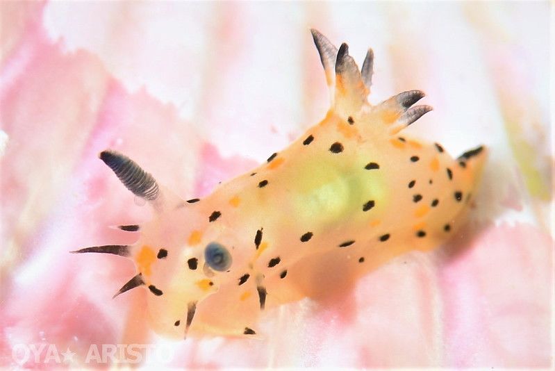 コソデウミウシ Polycera abei | 世界のウミウシ