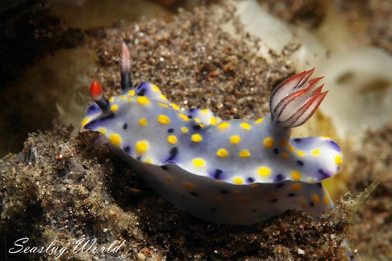 ヒュプセロドーリス・コンフェッティ Hypselodoris confetti | 世界のウミウシ
