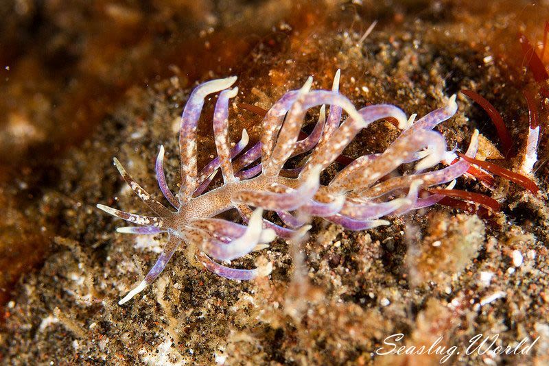 ムロトミノウミウシ Phyllodesmium macphersonae | 世界のウミウシ