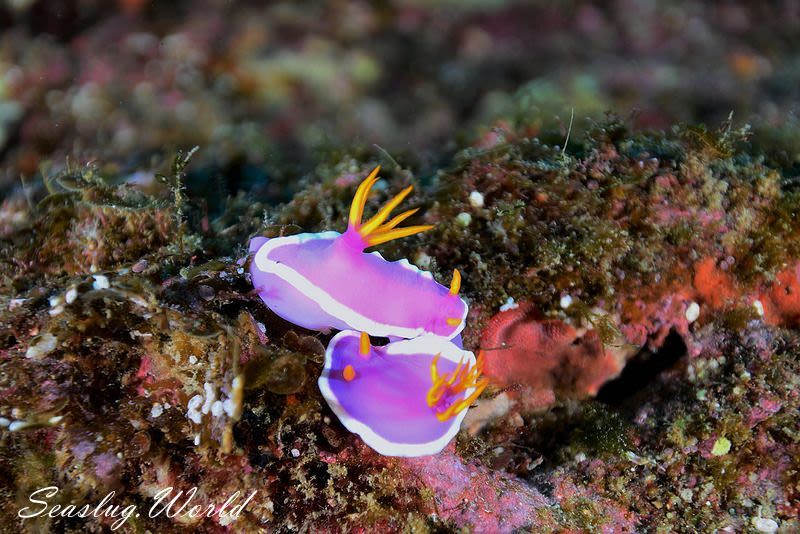 カグヤヒメウミウシ Hypselodoris variobranchia | 世界のウミウシ