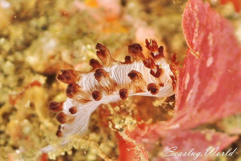 Tritonia insulae (Baba, 1955) | SEASLUG.WORLD