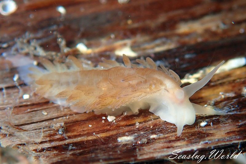 ヒダミノウミウシ Fiona pinnata | 世界のウミウシ