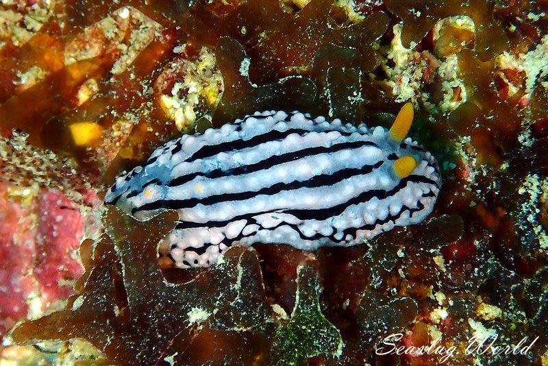 フィリディア・アリタ Phyllidia alyta | 世界のウミウシ