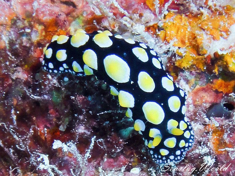グアムイボウミウシ Phyllidia guamensis | 世界のウミウシ