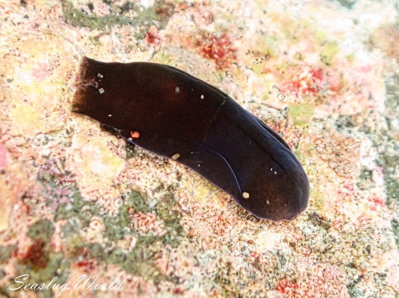 ヤミヨキセワタ Melanochlamys fukudai | 世界のウミウシ