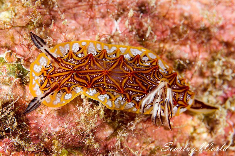モザイクウミウシ Halgerda tessellata | 世界のウミウシ