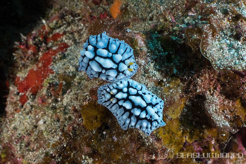 タテヒダイボウミウシ属の一種 3 Phyllidia sp. 3 | 世界のウミウシ