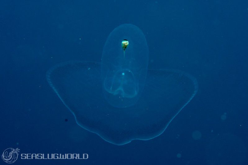 ウチワカンテンカメガイ Corolla spectabilis | 世界のウミウシ