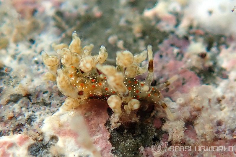 ホリミノウミウシ属の一種 29 Eubranchus sp.29 | 世界のウミウシ