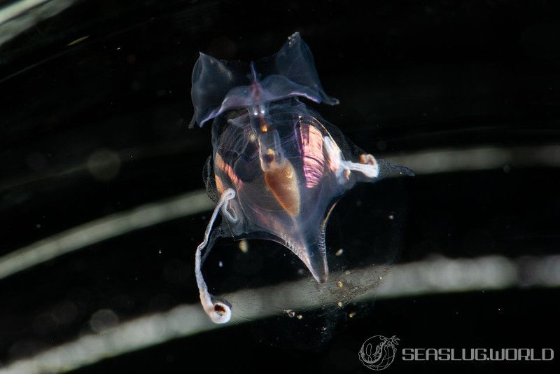 マサコカメガイ Cavolinia inflexa | 世界のウミウシ