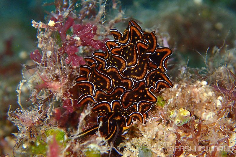 Cyerce nigricans (Pease, 1866) | SEASLUG.WORLD