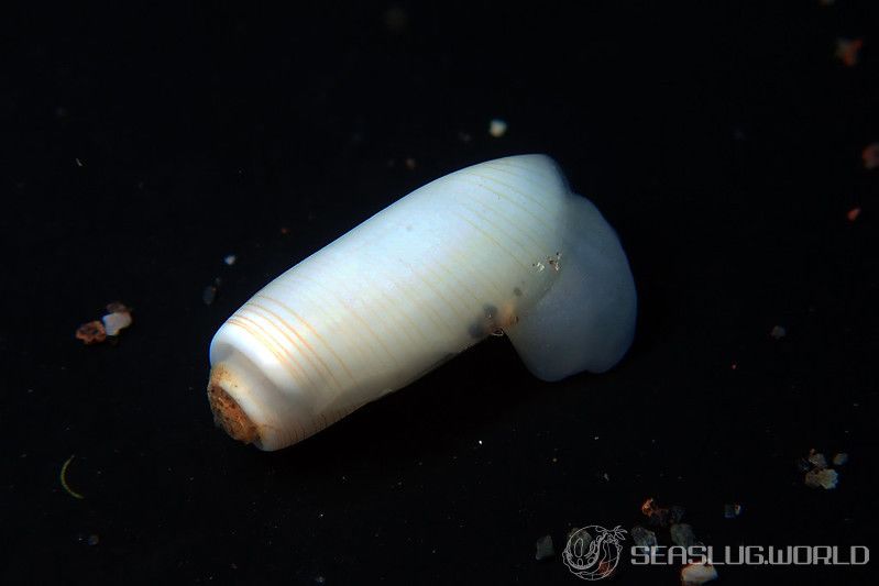 オオコメツブガイ属の一種 2 Acteocina sp. 2 | 世界のウミウシ